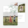 Holly Header Holiday Cards | Paper Culture